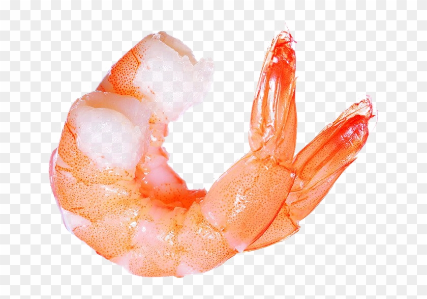 Download Ocean Shrimp Transparent Png - Shrimp Png Transparent Clipart ...