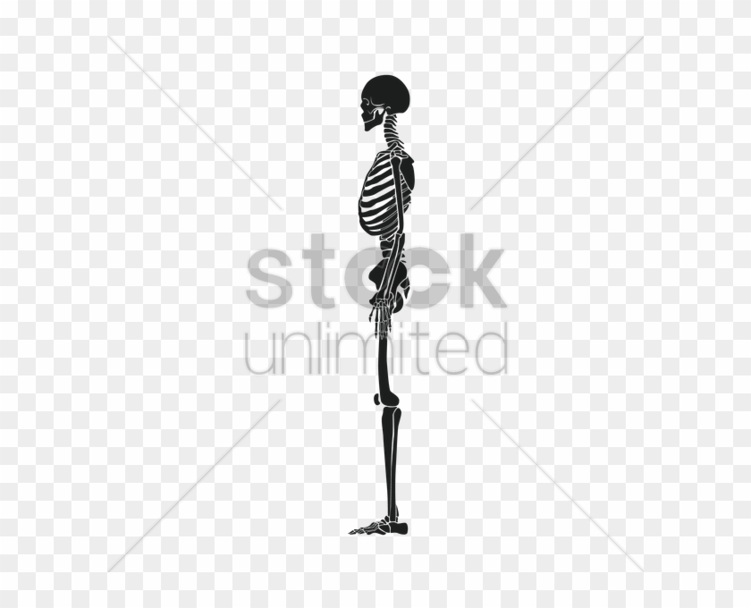 Download Side View Of Human Skeleton V矢量图形 - Stockunlimited Clipart Png ...