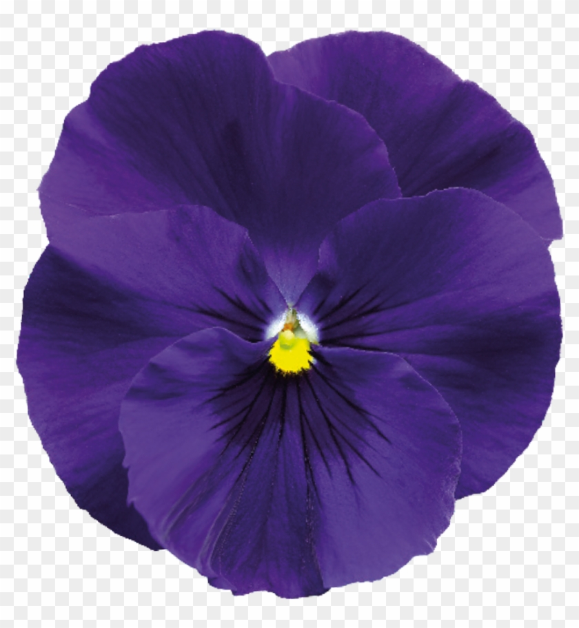 Delta® F1 Deep Blue - Pansy Clipart (#5526576) - PikPng
