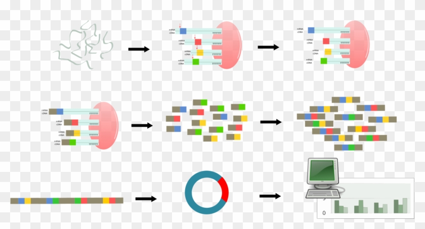 Serial Analysis Of Gene Expression Computer Icons Regulation - Gene ...