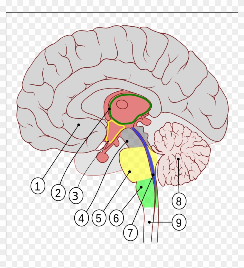 Brain Clipart File - Encephalon - Png Download (#5652230) - PikPng