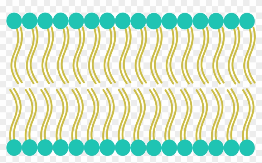 Download Vote Plasma Membrane For Pres - Cell Membrane Png Clipart Png ...