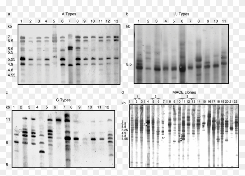 Intergenic Spacer Fingerprints Of Myzus Persicae Clones - Monochrome ...