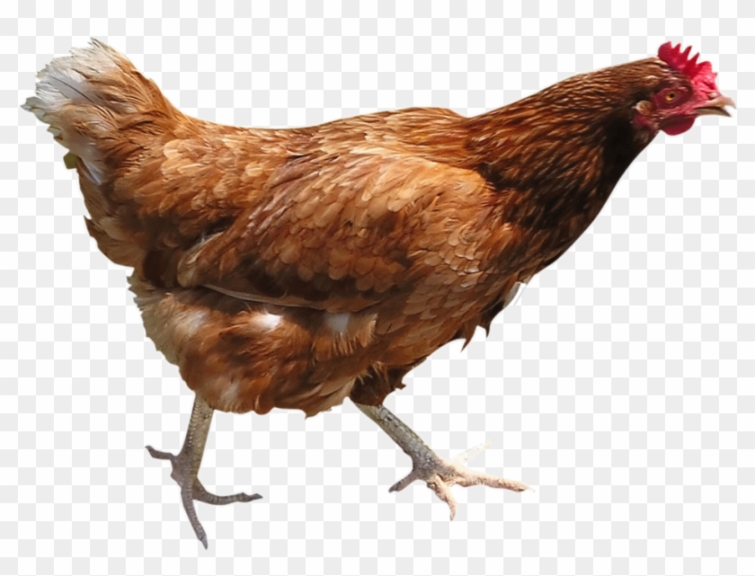Chicken Png Image - Hen Transparent Background Clipart (#588514) - PikPng