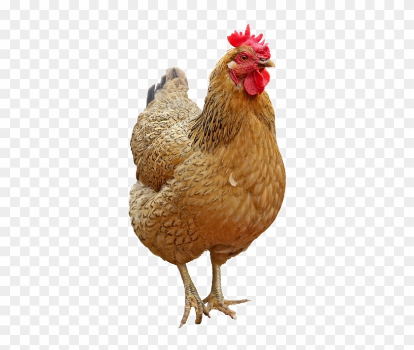 Chicken - Transparent Background Chicken Png Clipart (#588945) - PikPng