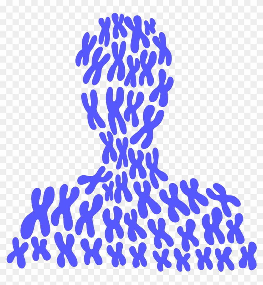 The Genome Is Essentially A Huge Set Of Instructions - Genomics Png ...