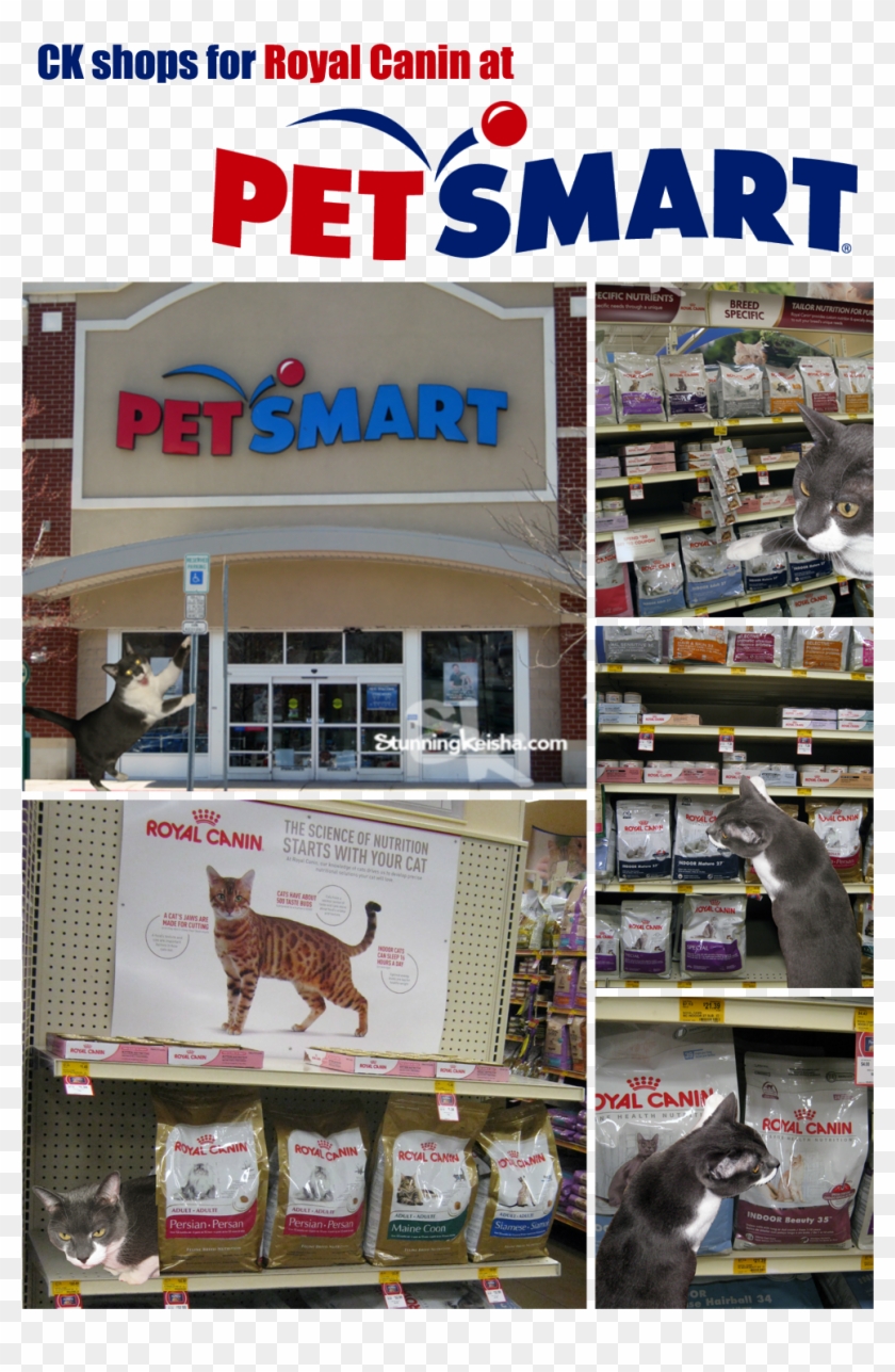 I Had A Great Time Visiting Petsmart Last Week - Kangaroo Clipart ...