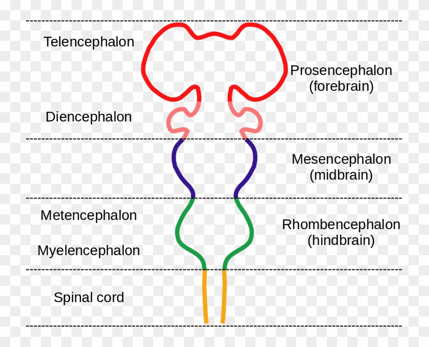 Embryonic Brain, Before It Folds Up Into What We Recognize ...