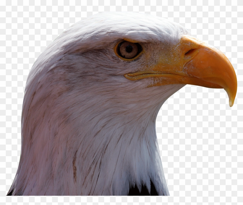 Download - Buzzard Clipart (#593309) - PikPng