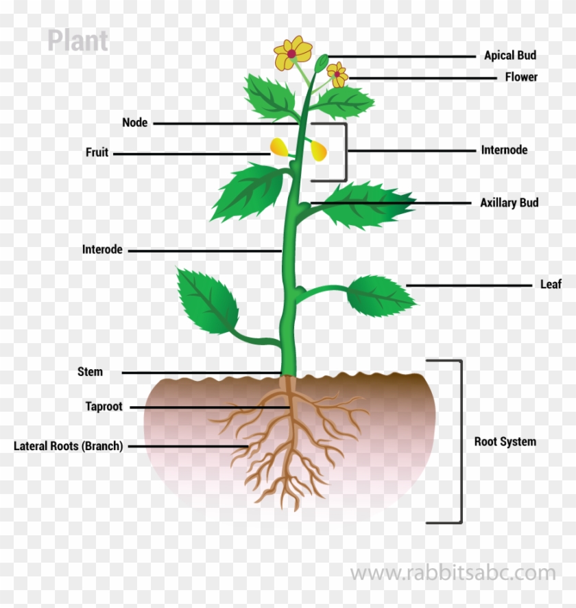 Download Parts Of A Plant - Plants Clipart Png Download - PikPng