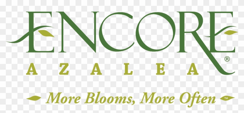 Download All Encore Azaleas Have Beautiful Flowers, I Have Always ...