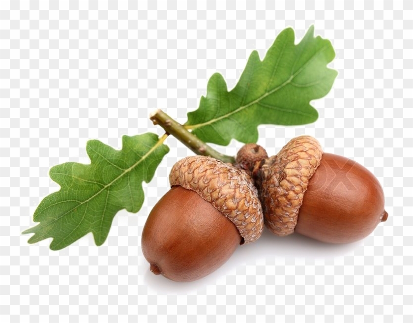 Acorn Free Png Image - Oak Acorn Clipart (#60216) - PikPng