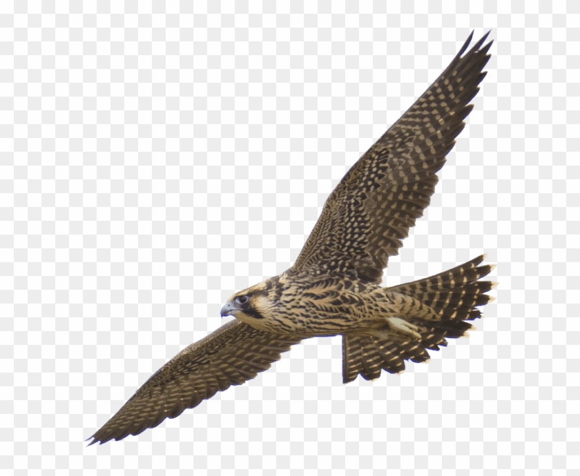 Free Png Falcon Png Images Transparent - Falcon Without A Background ...