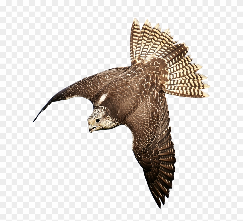 Download Free Falcon Birds Png Transparent Images Transparent Clipart ...