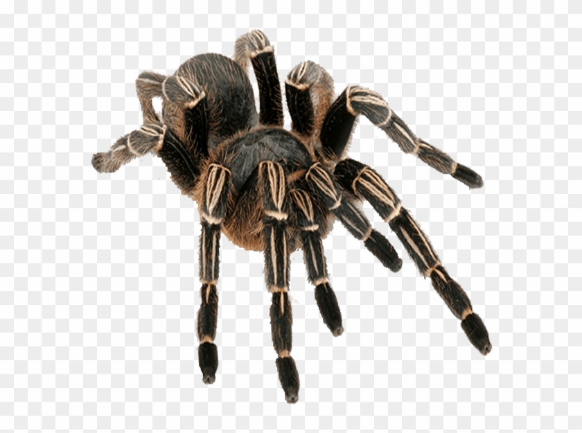 Zebra Tarantula Transparent Background Spider - Tarantulas Png Clipart ...