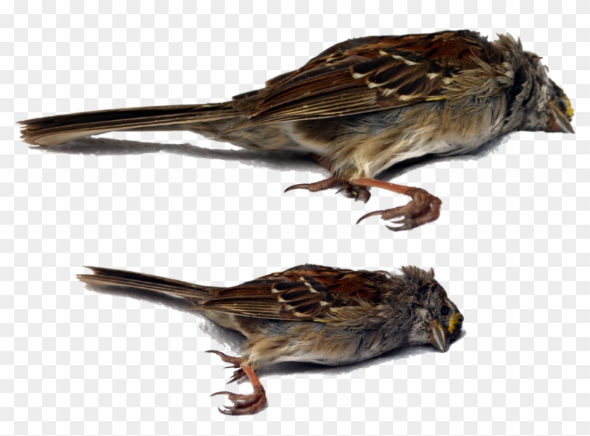Download Dead Bird Png Stock Dsc 0459 N 0465 By Annamae22 Pluspng ...