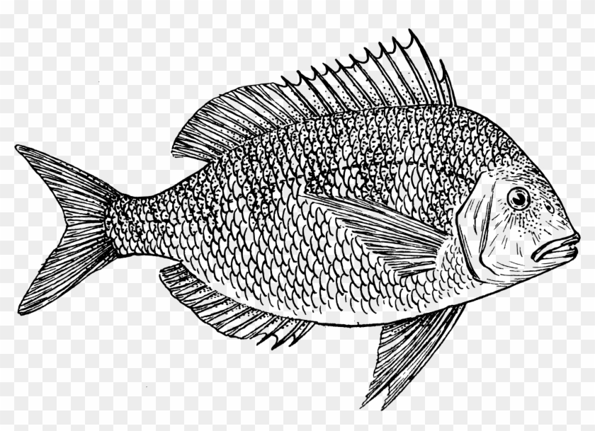 Scup Porgy Fishing Cod Clip Art - Machine Gun Fish - Png Download ...
