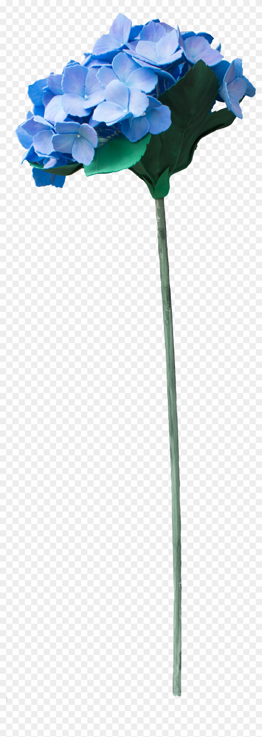 Hydrangea Png - Tree Clipart (#649089) - PikPng