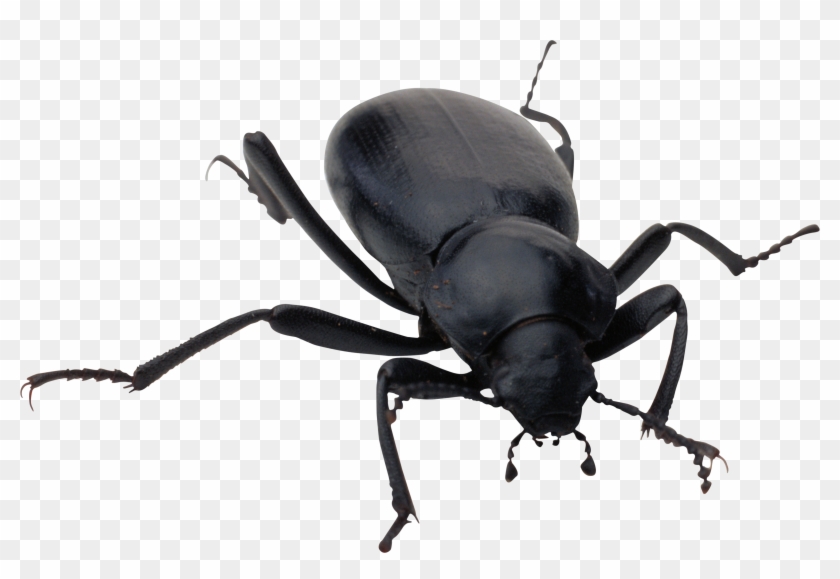 Bug - Black Bug Png Clipart (#666701) - PikPng