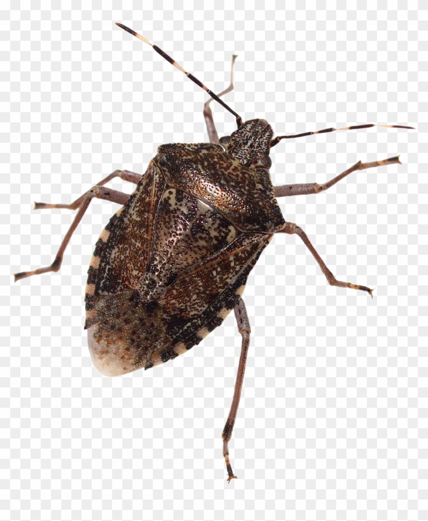 Stink Bug Free Png Image - Stink Bug Png Clipart (#667065) - PikPng