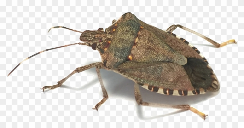 Stink Bug Png Image Background - Brown Marmorated Stink Bug Singapore ...