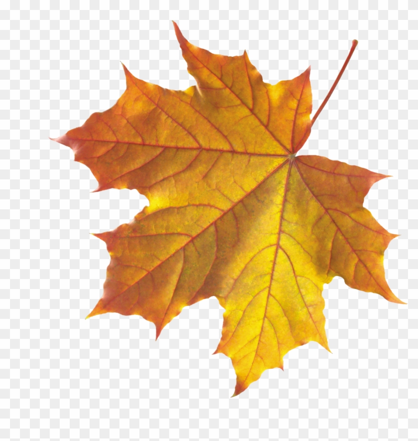Download Yellow Autumn Leaves - Autumn Leaf Png Clipart Png Download ...