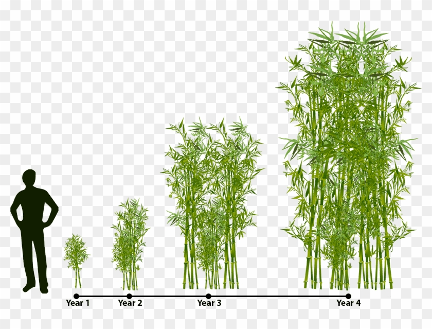 Download Bamboo Multiplication Chart - Gracilis Bamboo Growth Clipart ...