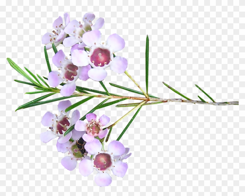 Pictures, Free Photos, Free Images - Wax Flower Transparent Clipart ...