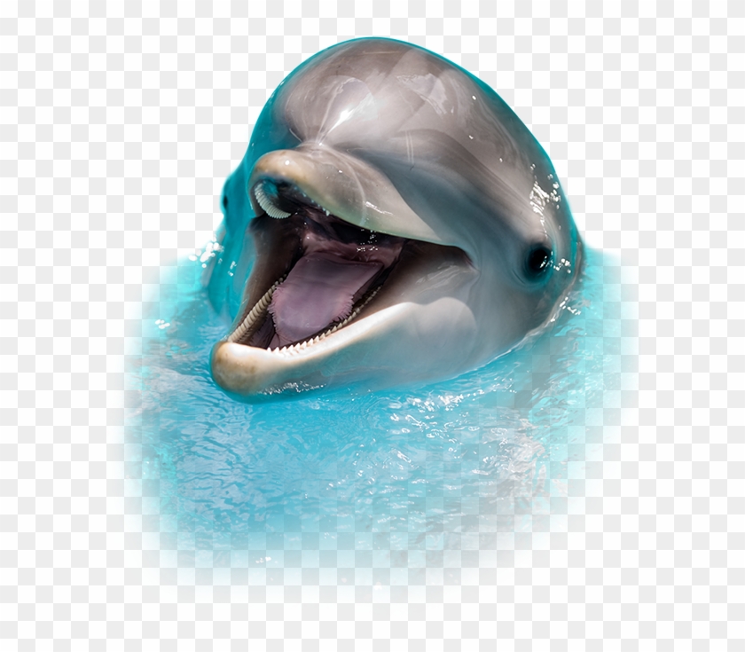 Dolphin - Cgi Dolphin Clipart (#723407) - PikPng
