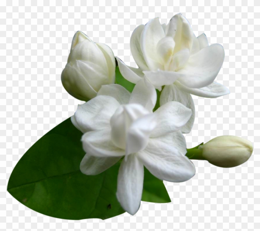 Png Jasmine Flower Png - Jasmine Flower Images Png Clipart (#730288 ...