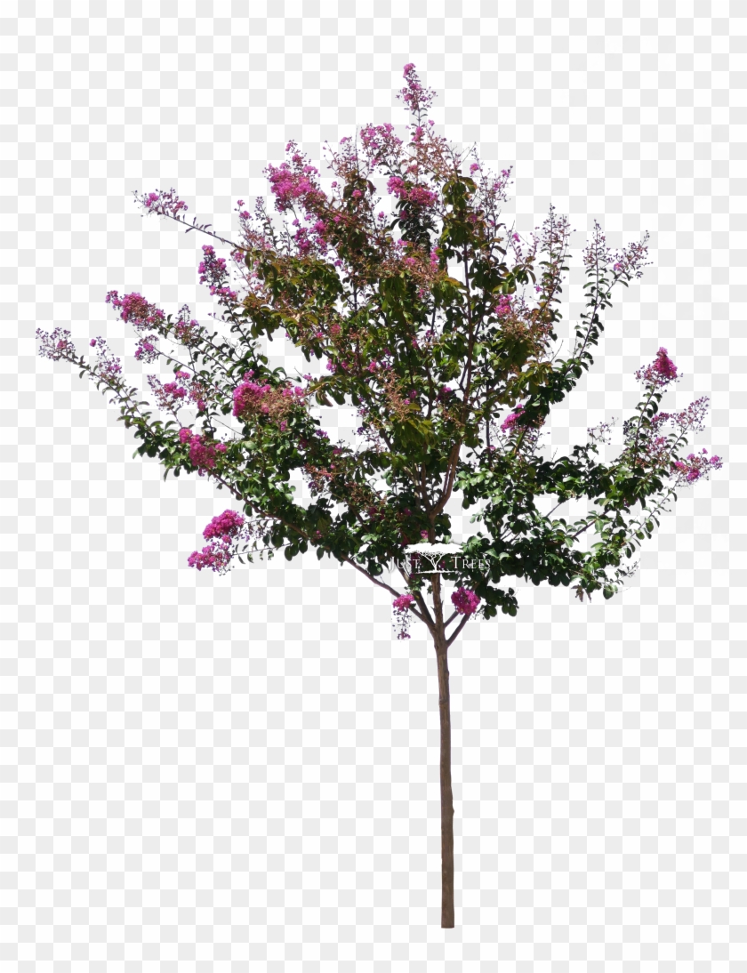 Download Lagerstroemia Indica - Crape Myrtle Clipart Png Download - PikPng