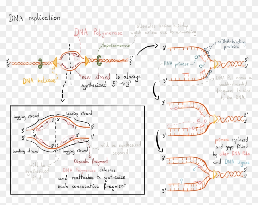 Of Each Strand Was Continuous, There Would Be No Such Clipart (#783646 ...