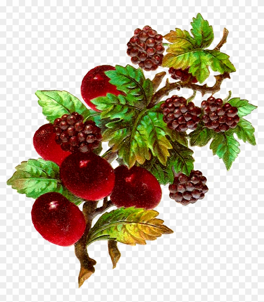 1422 X 1500 4 - Png Vintage Fruit Clipart (#823133) - PikPng