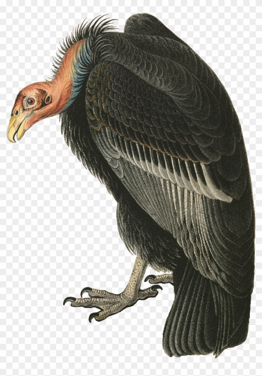 The Birds Of America Beaky Buzzard Bird - Andean Condor Png Clipart ...