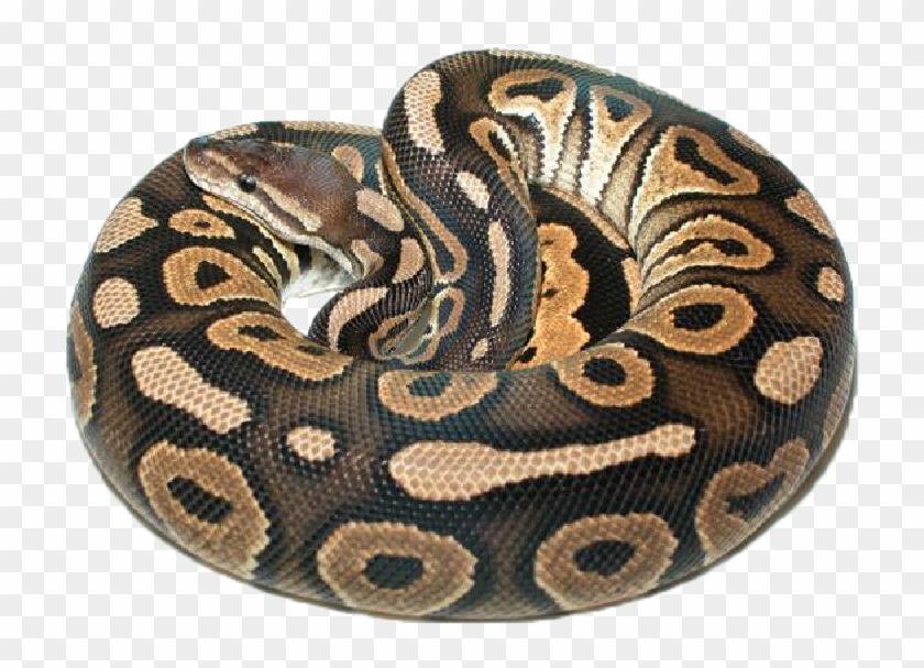 Cinnamon - Python Regius Cinnamon Pastel Clipart (#942925) - PikPng