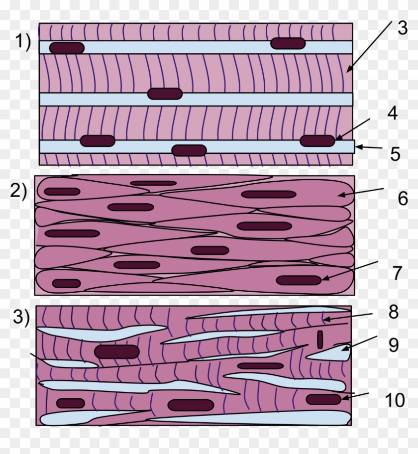 Muscle Tissue Png Pluspng - Skeletal Muscle Multiple Nuclei Clipart ...