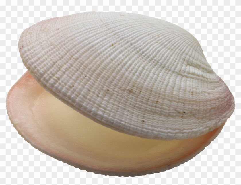 Transparent Background Seashells Png Clipart (#993325) - PikPng